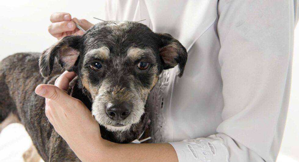 Animal Acupuncture & TCM - RAAHP Canada