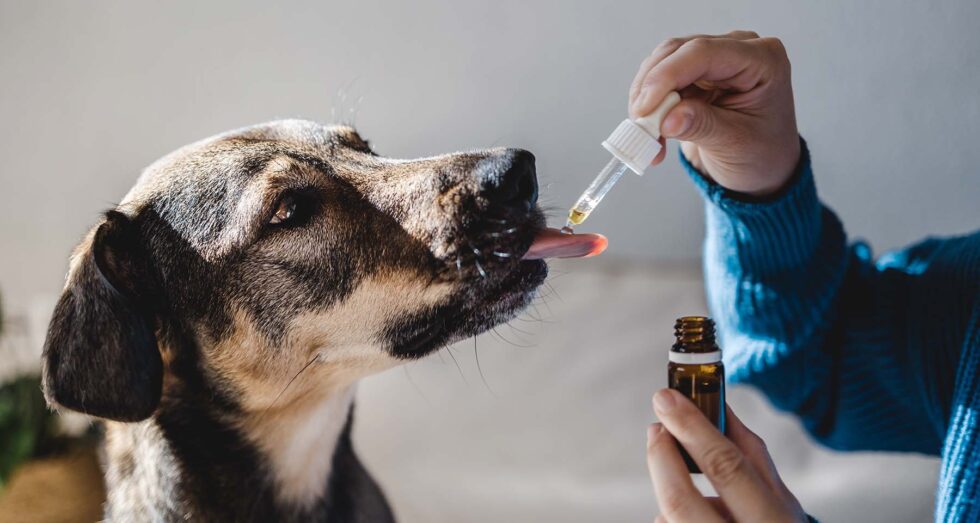 Animal Homeopathy - RAAHP Canada